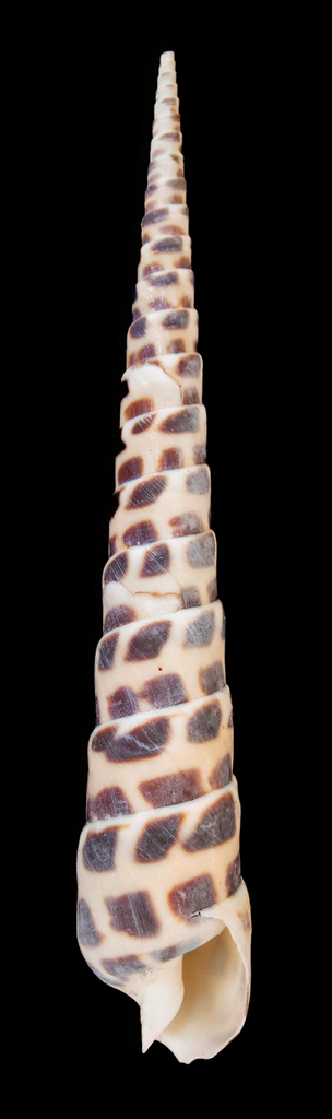 Chocolate Spotted Auger from Cook Is, New South Wales, Australia on ...