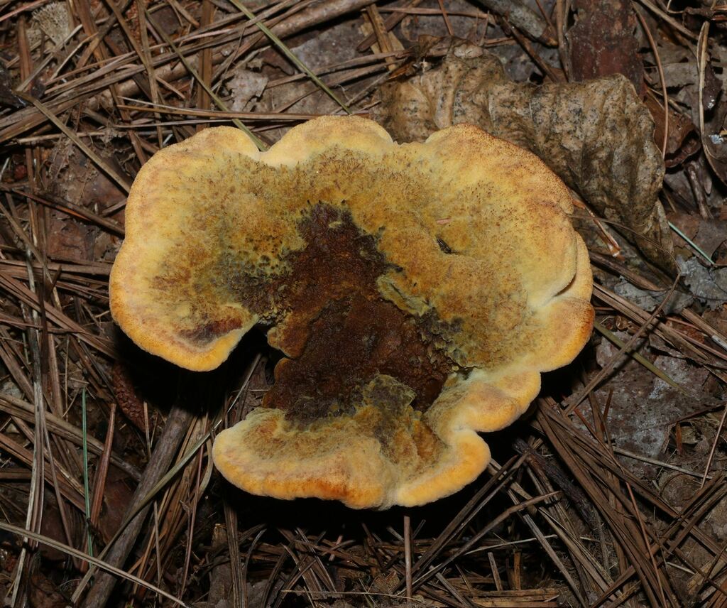 Dyer's Polypore in August 2024 by lynath. in pine woods · iNaturalist