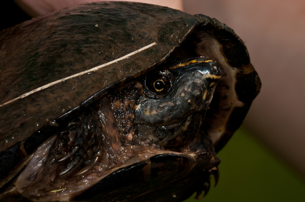 Eastern Musk Turtle from Frederick, Maryland, United States on August ...