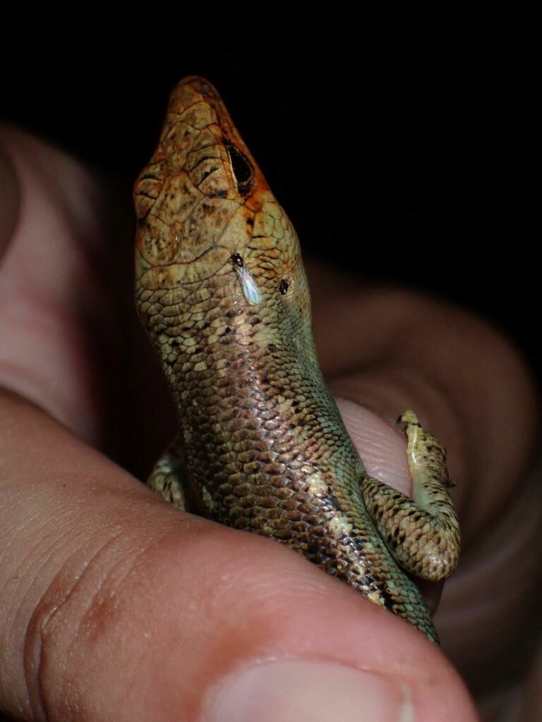 Common Emo Skink in May 2023 by Dominik Maximilián Ramík. Emoia cf ...
