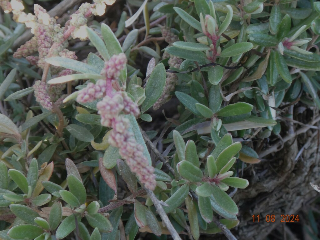 Marsh Saltbush from Queenscliff VIC 3225, Australia on August 11, 2024 ...