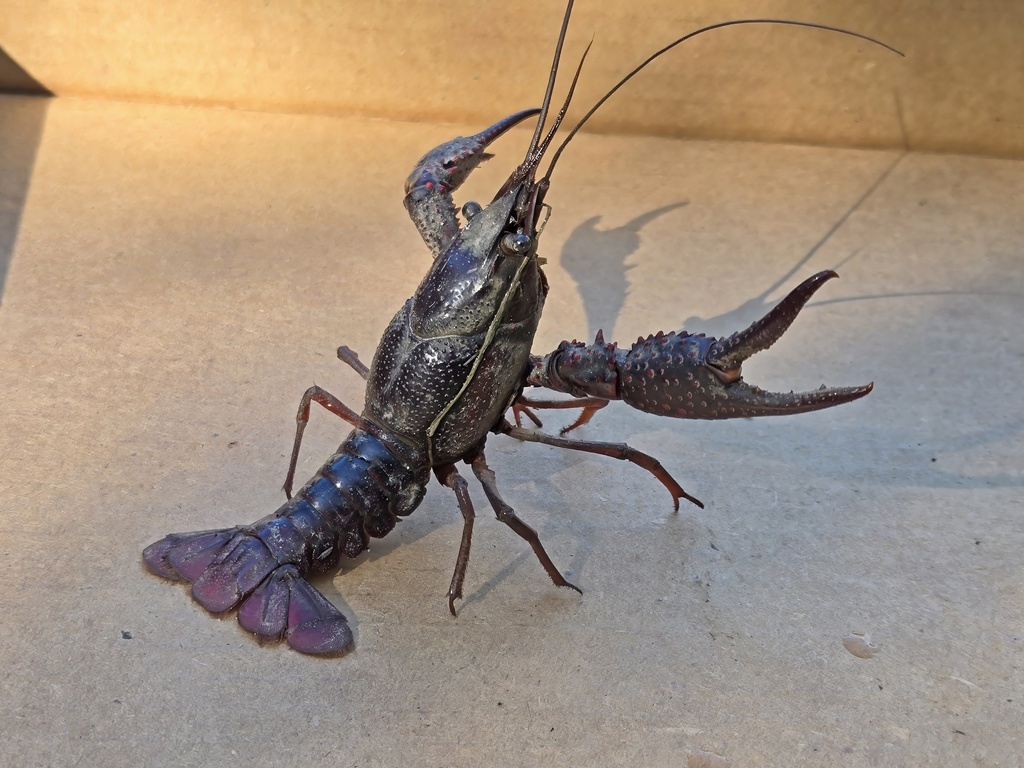 Red Swamp Crayfish from Greenway, Beaverton, OR 97008, USA on August 18 ...