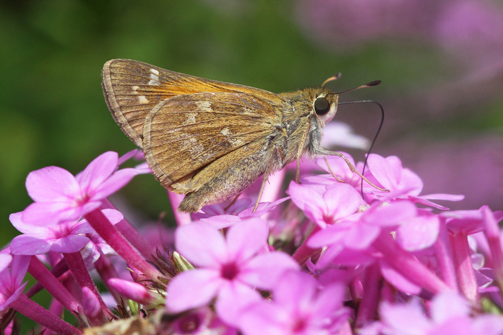 Huron Sachem from Tyler Arboretum, 515 Painter Rd, Media, PA 19063, USA ...