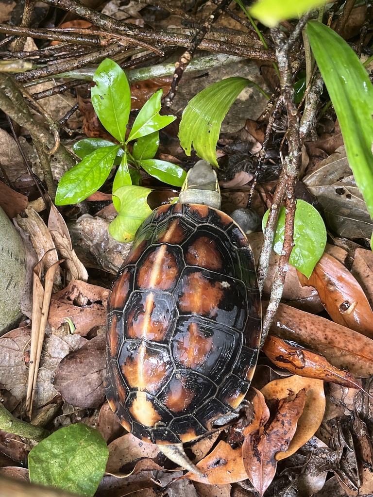 Ryukyu Yellow-margined Box Turtle in August 2024 by Nakatada Wachi ...