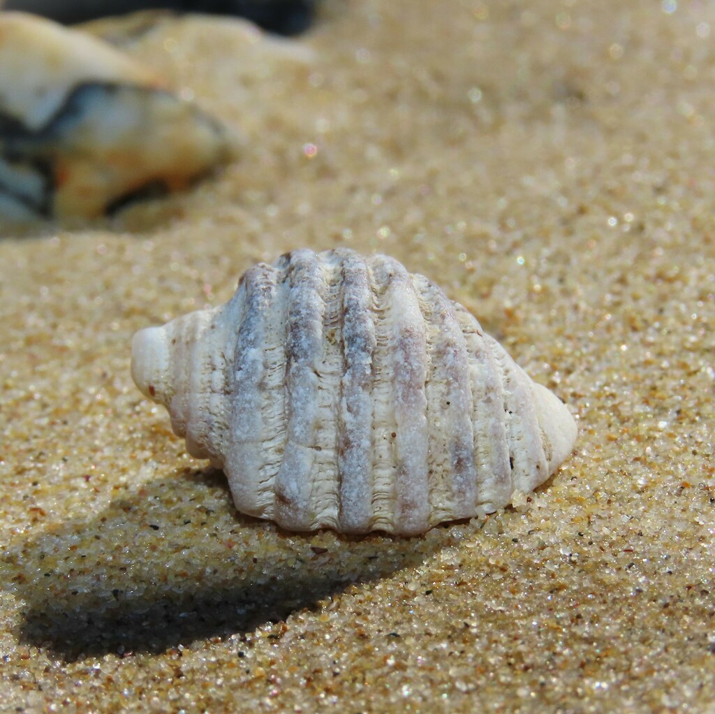 Cart-Rut Shell from Corunna NSW 2546, Australia on August 18, 2024 at ...