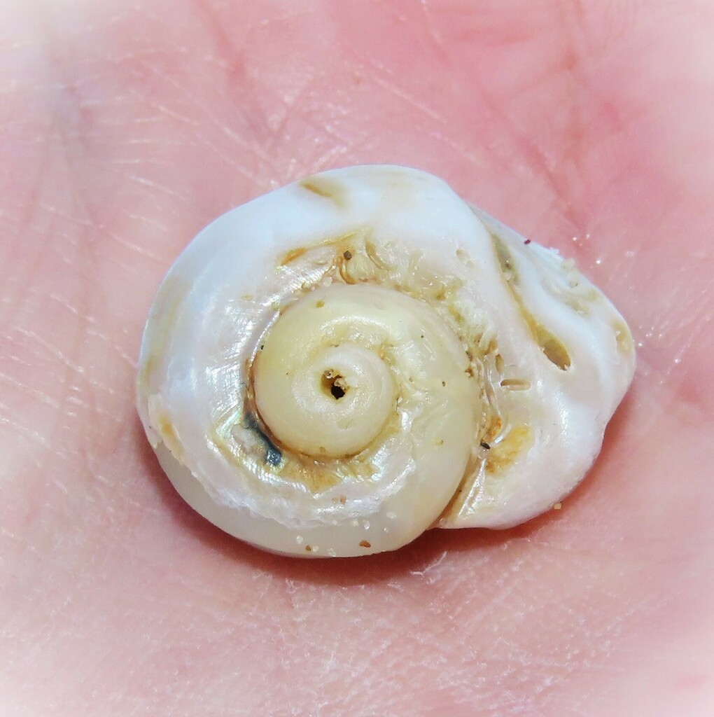 Munditia subquadrata from Corunna NSW 2546, Australia on August 18 ...