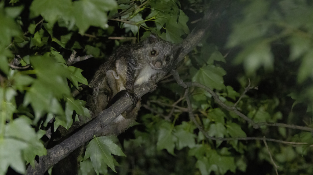 Groove-toothed Fying Squirrel in August 2024 by 柴子文 · iNaturalist