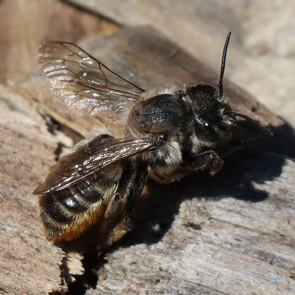 Western Leafcutter Bee in August 2024 by JG · iNaturalist