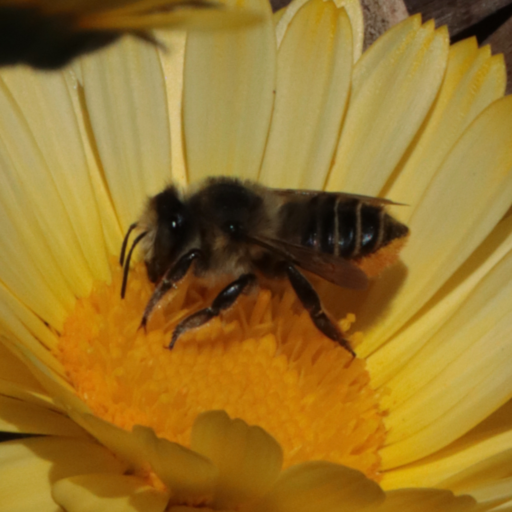 Western Leafcutter Bee in August 2024 by JG · iNaturalist