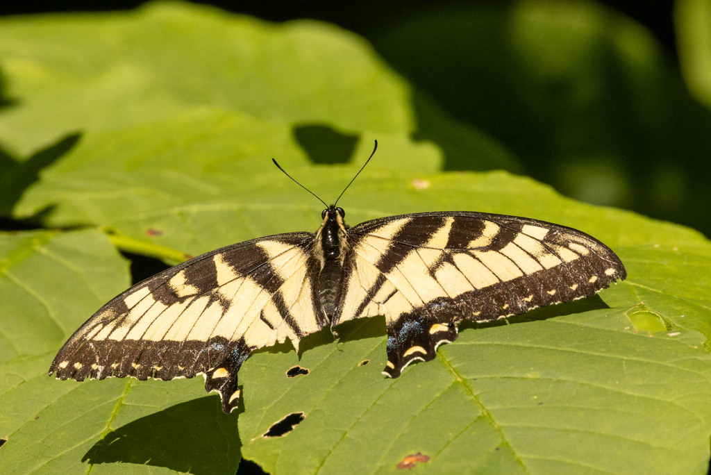 Eastern Tiger Swallowtail from Kettle Moraine State Forest Northern ...