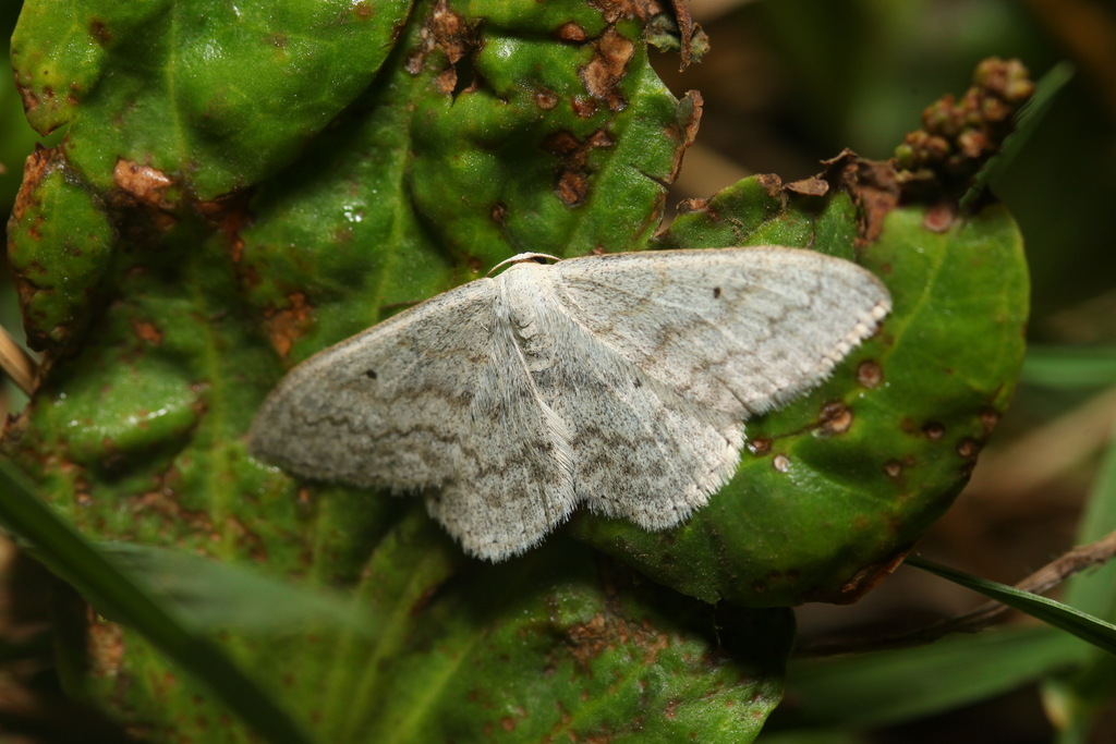 Scopula incanata from Агульский р-н, Респ. Дагестан, Россия on August ...