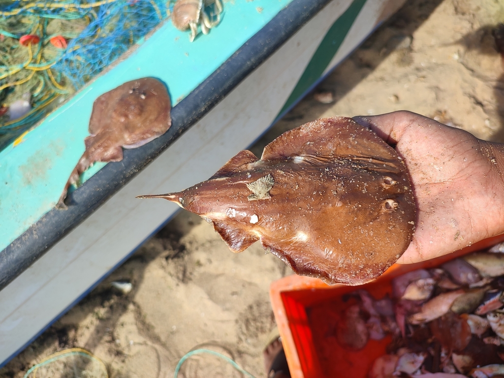 Spottail Sleeper Ray from Sea Shell Ave - Akkarai Beach on August 18 ...