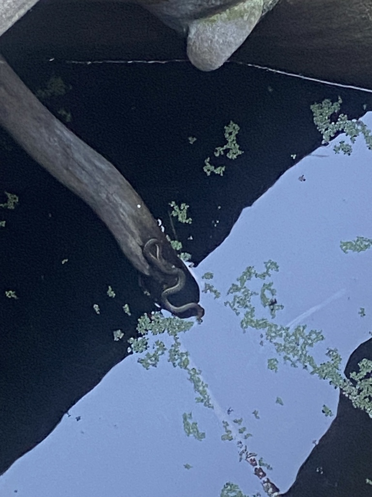 Two-striped Garter Snake in August 2024 by thenewtking · iNaturalist