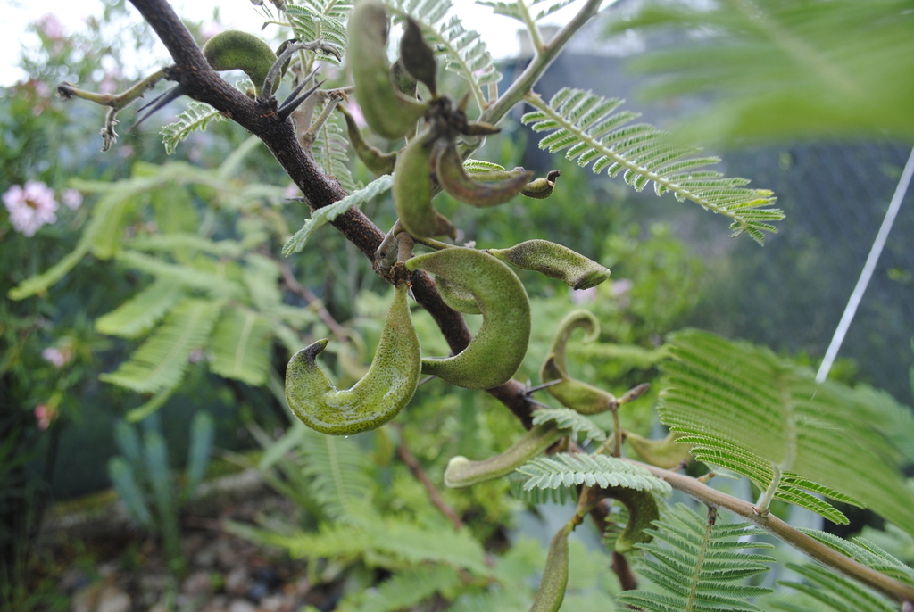fern-leaf acacia from Lagos de Moreno, Jal., México on August 18, 2024 ...