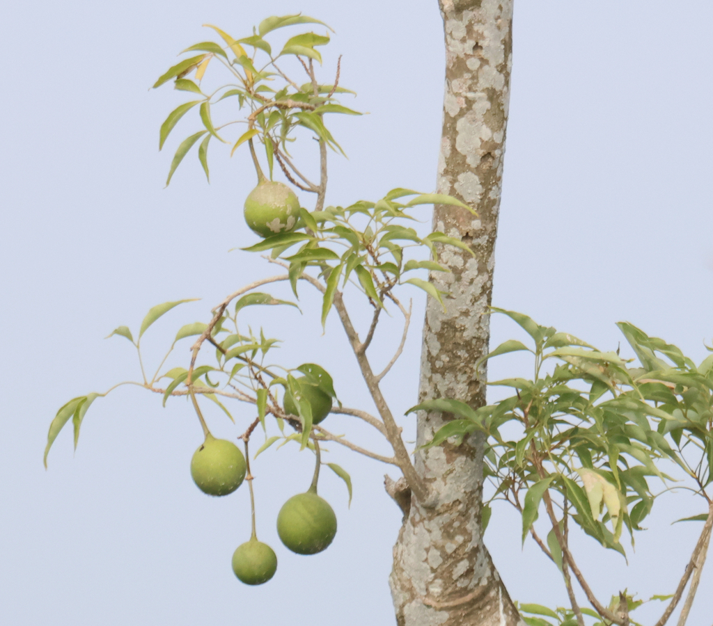 Sacred Garlic Pear from Victoria Nile W of Parra, Nwoya, Uganda on July ...