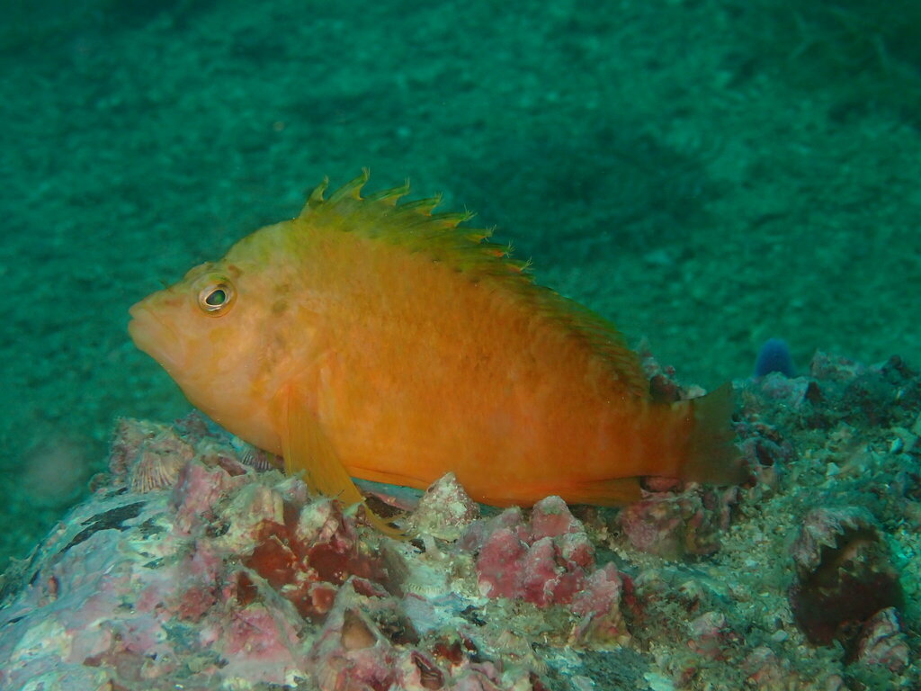 Golden Hawkfish from Hong Kong on September 24, 2023 at 11:39 AM by ...