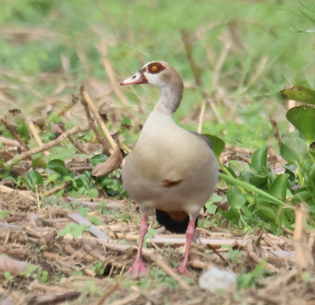 Egyptian Goose from Victoria Nile W of Parra, Nwoya, Uganda on July 17 ...