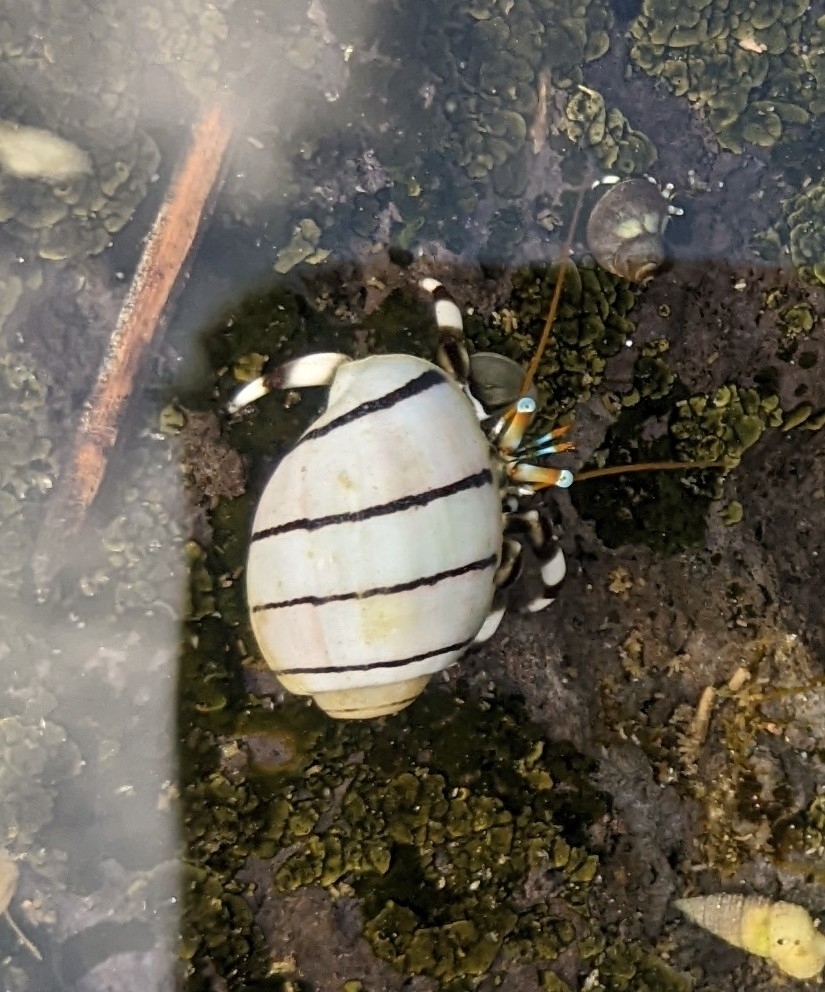 Pink Bubble Snail from Kapalua, HI 96761, USA on August 17, 2024 at 08: ...