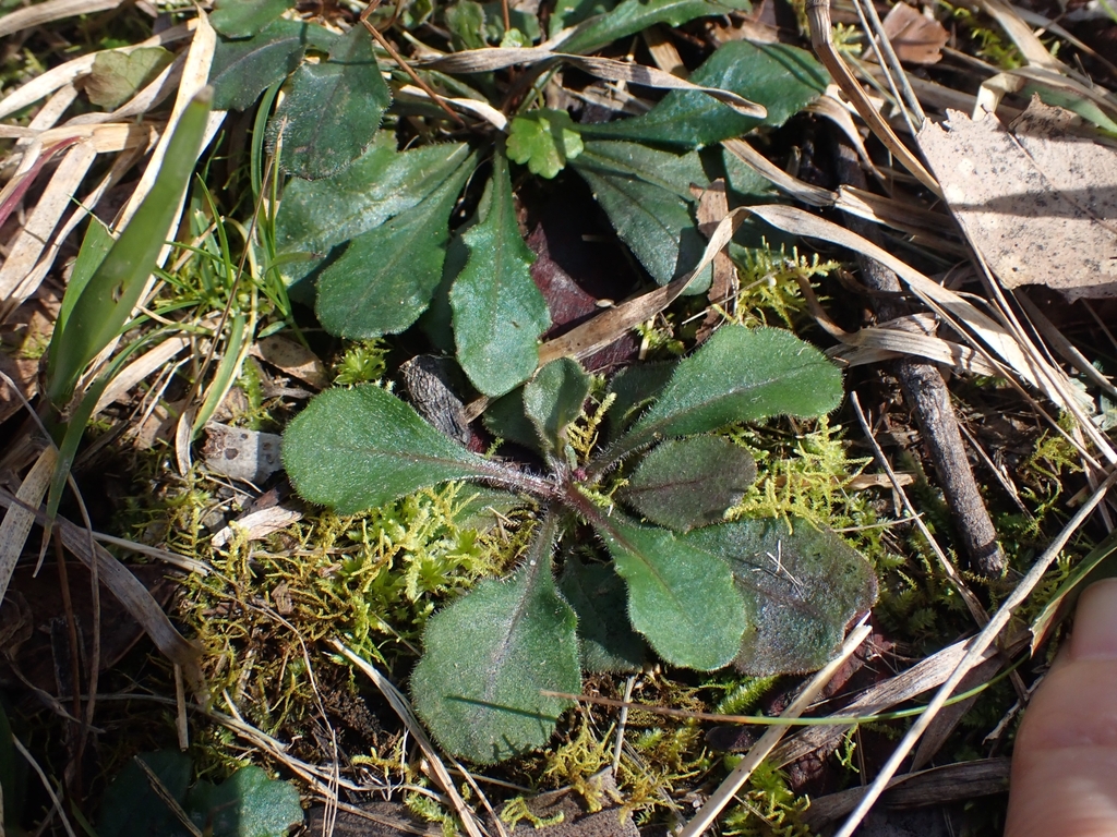 slender bottle-daisy from Mystery Bay NSW 2546, Australia on August 18 ...