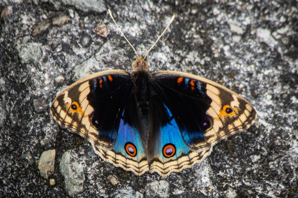 Blue Pansy from Petra Jaya, Kuching, Sarawak, Malaysia on August 3 ...