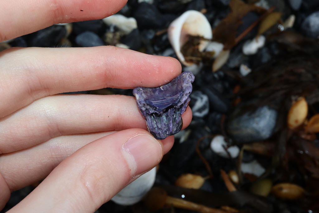 Austrobalanus imperator from Corunna NSW 2546, Australia on August 18 ...