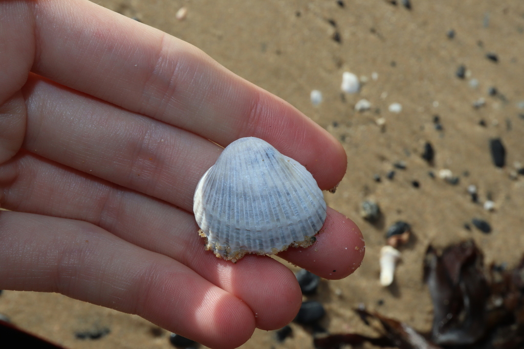 Sydney Cockle from Corunna NSW 2546, Australia on August 18, 2024 at 08 ...