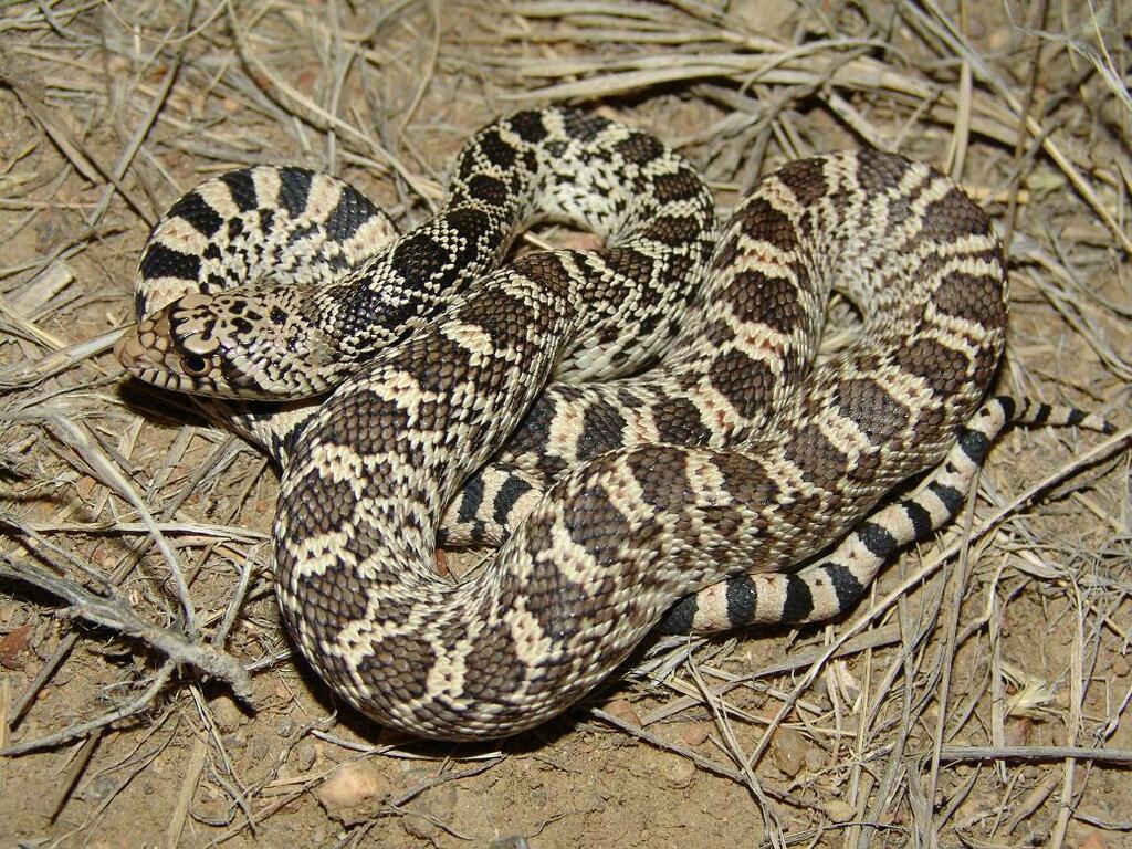 Gopher Snake (Pituophis catenifer) - Snakes and Lizards