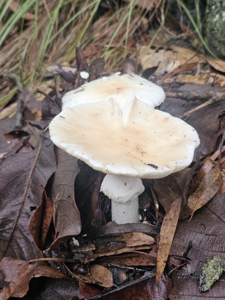 Hongo ángel destructor desde 45224 Jal., México el 18 de agosto de 2024 ...