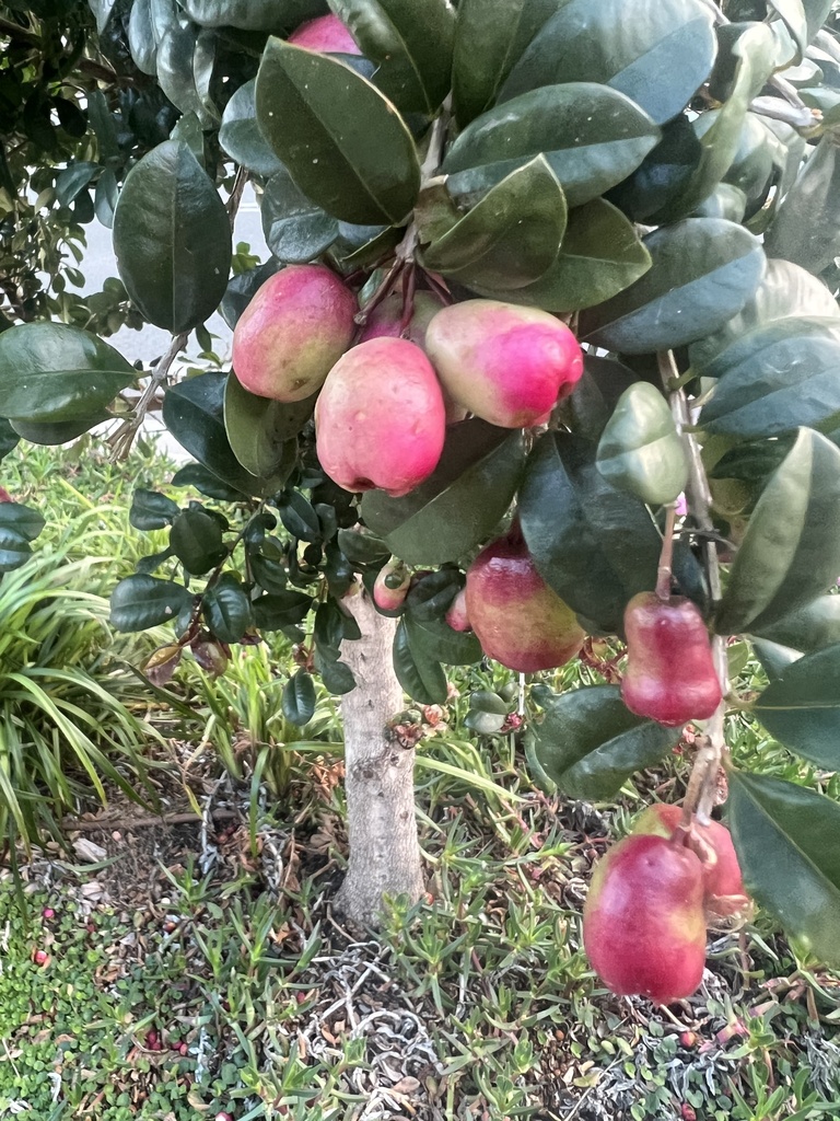 Waterberries from Llewellyn St, Merewether, NSW, AU on August 19, 2024 ...