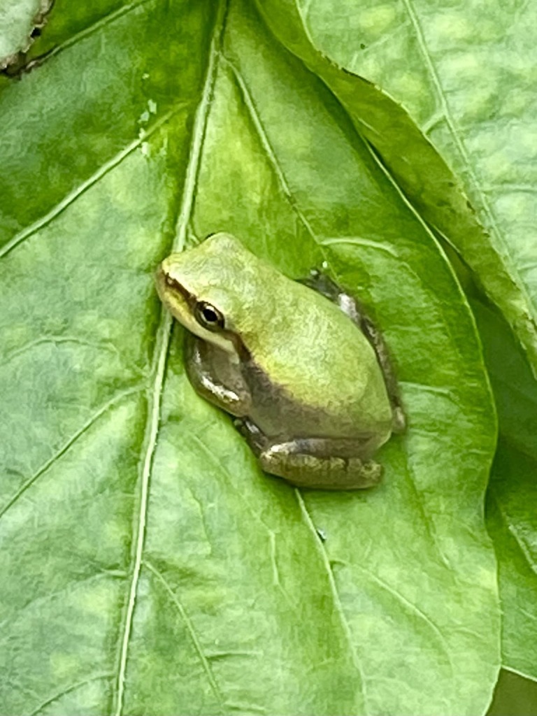 Squirrel Treefrog in August 2024 by tyrrell_nc. ecoEXPLORE Username: judeg · iNaturalist