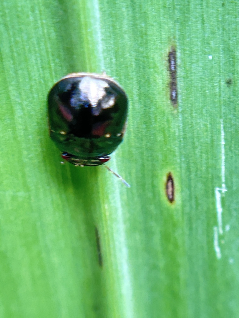 Brachyplatys subaeneus from Neyyar Wildlife Sanctuary ...