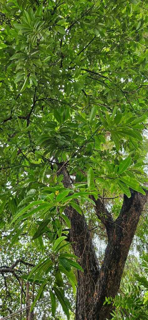 Wild Sweetsop from GR4X+WVR, Lokmanya Bal Gangadhar Tilak Rd, Lokamanya ...
