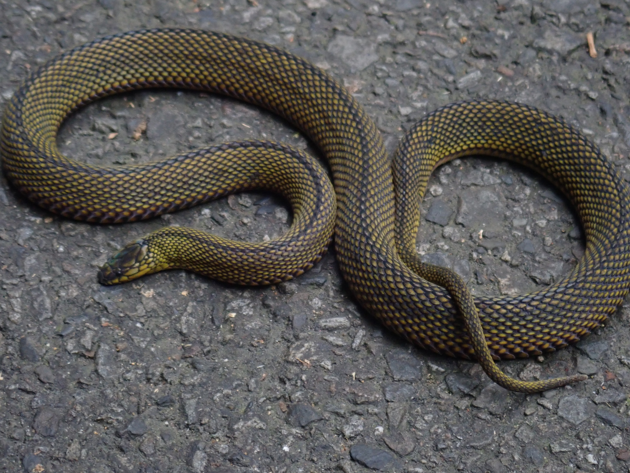 Achalinus formosanus Boulenger, 1908