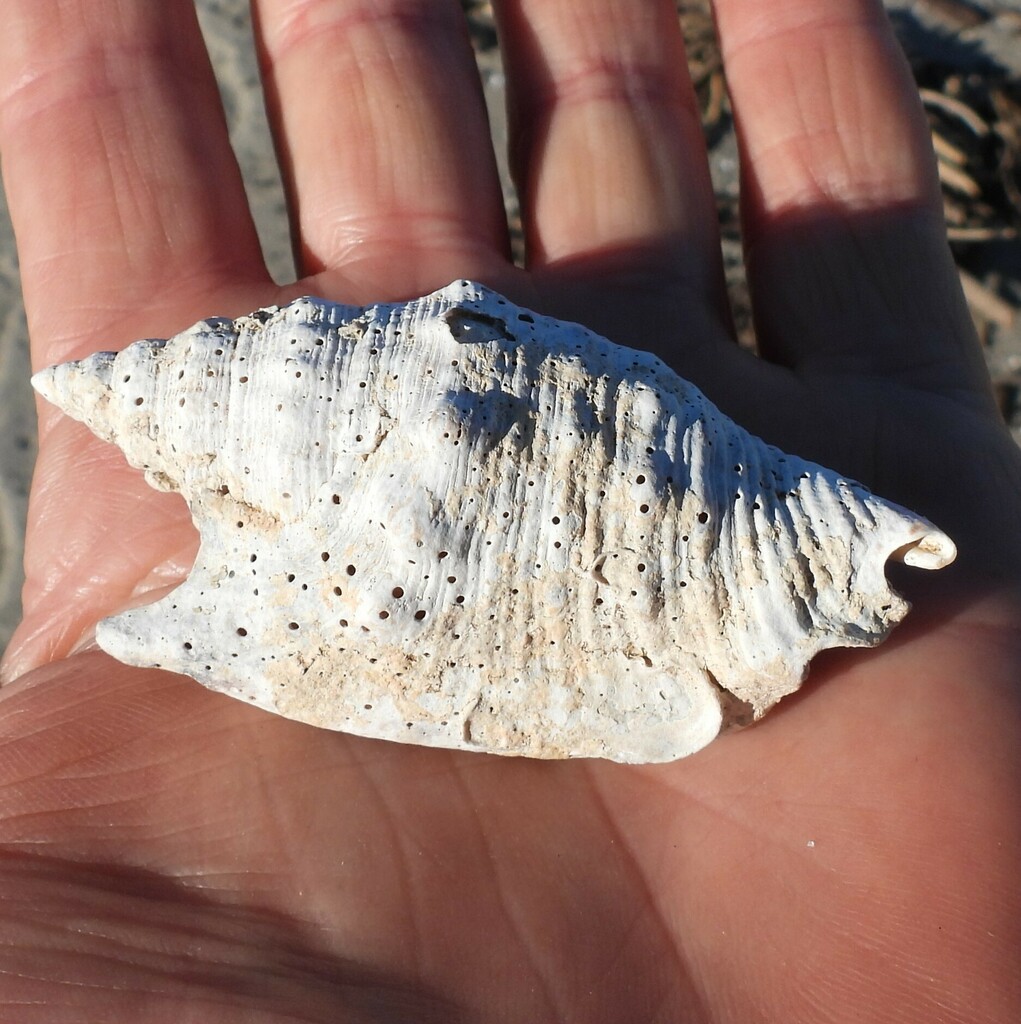 Dark Diana Conch from Bloomfield QLD, Australia on August 19, 2024 at ...