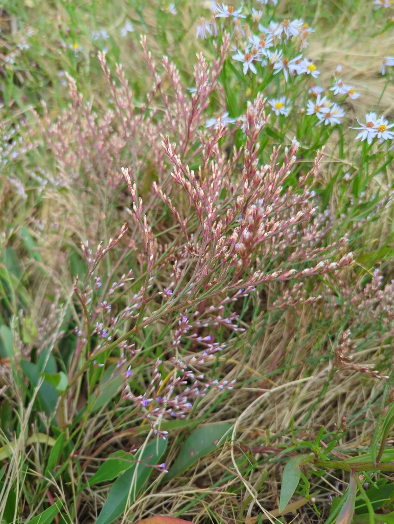 Common Sea-lavender from Silverdale, UK on August 19, 2024 at 10:29 AM ...