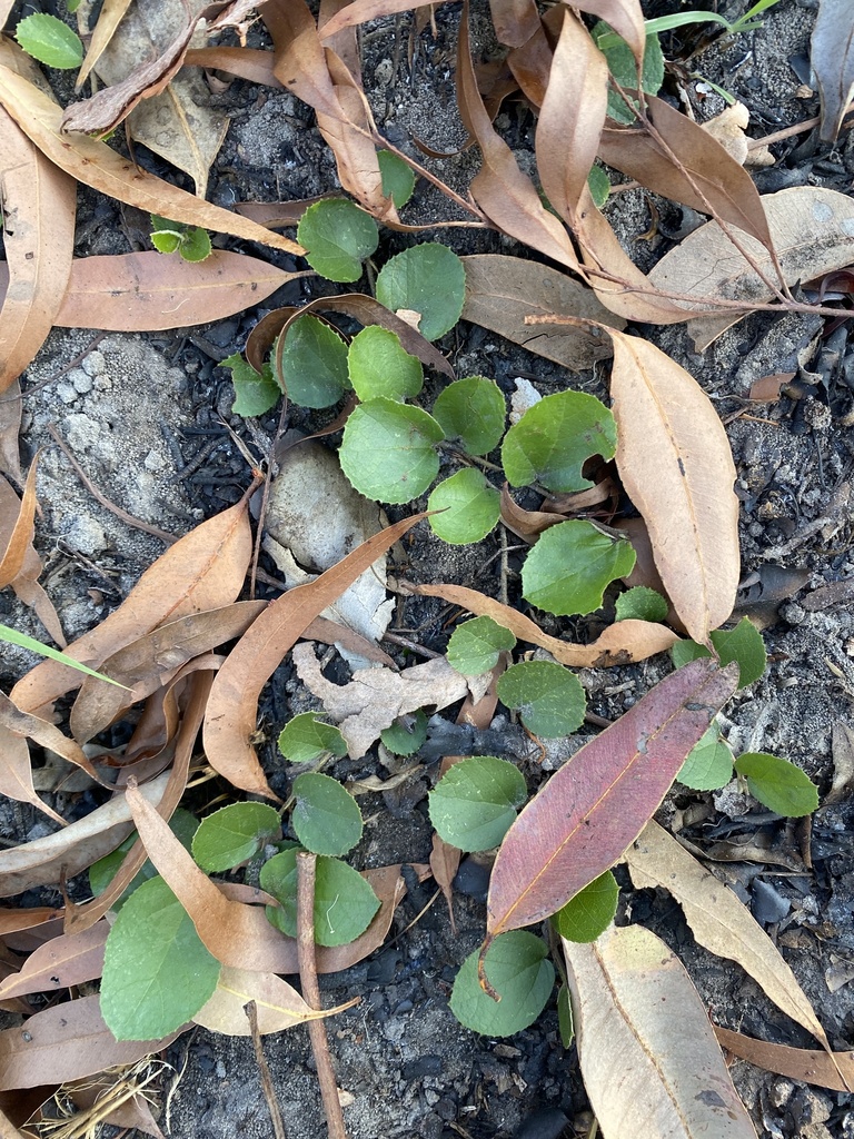 Helicteres flagellaris from Garig Gunak Barlu National Park, Cobourg ...