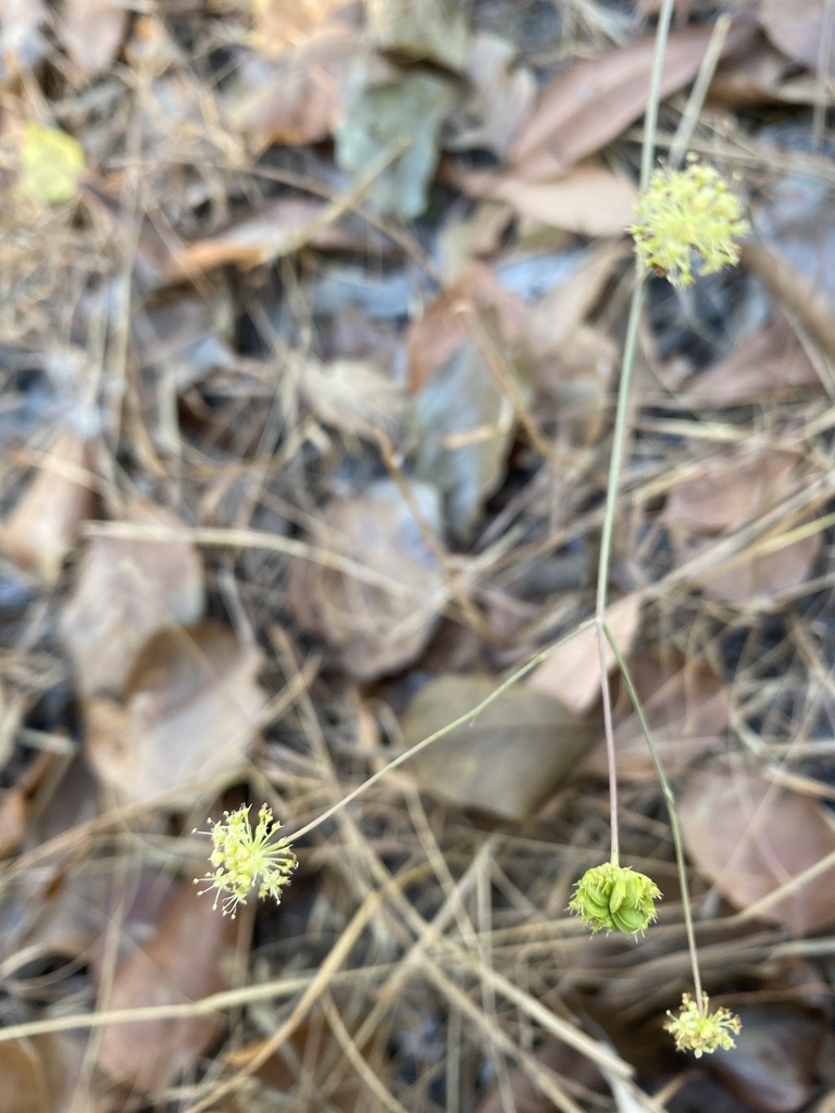 Trachymene rotundifolia from Garig Gunak Barlu National Park, Cobourg ...