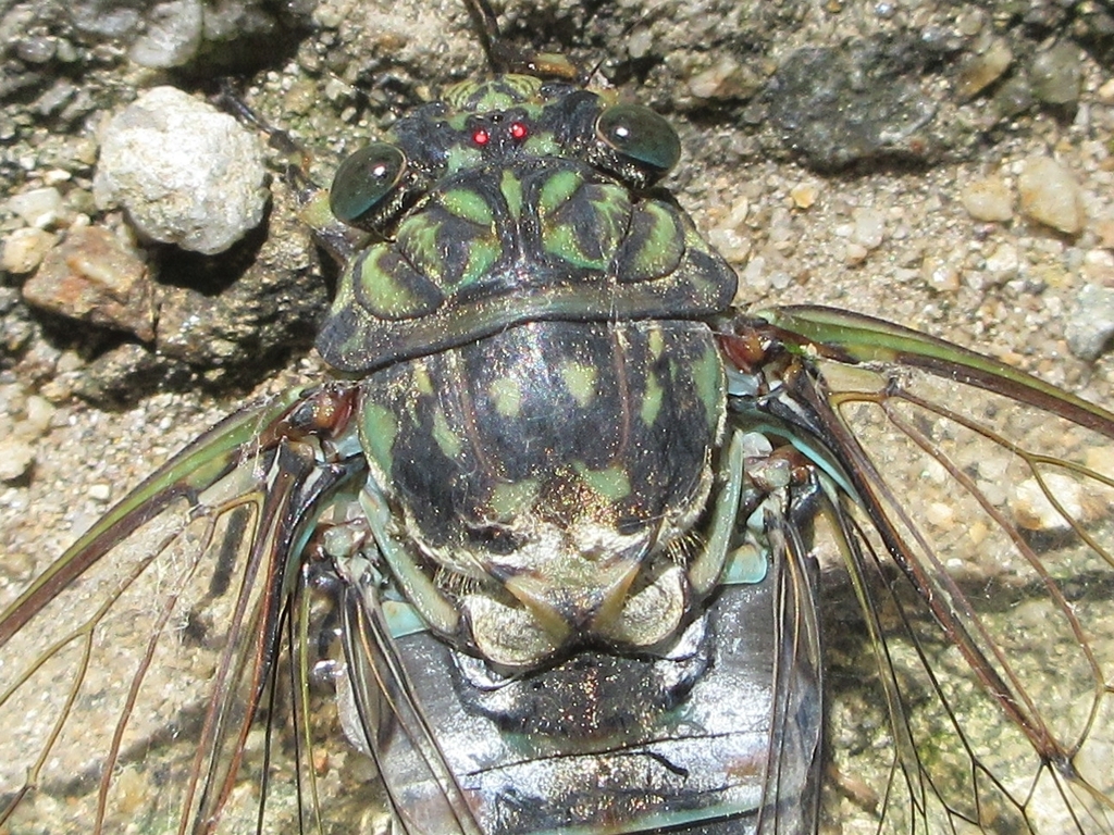 Robust Cicada from 흑성산 on August 19, 2024 by onidiras-iNaturalist ...