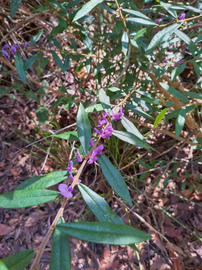 Purple Bush Pea from Landsborough QLD, Australia on August 17, 2024 at ...
