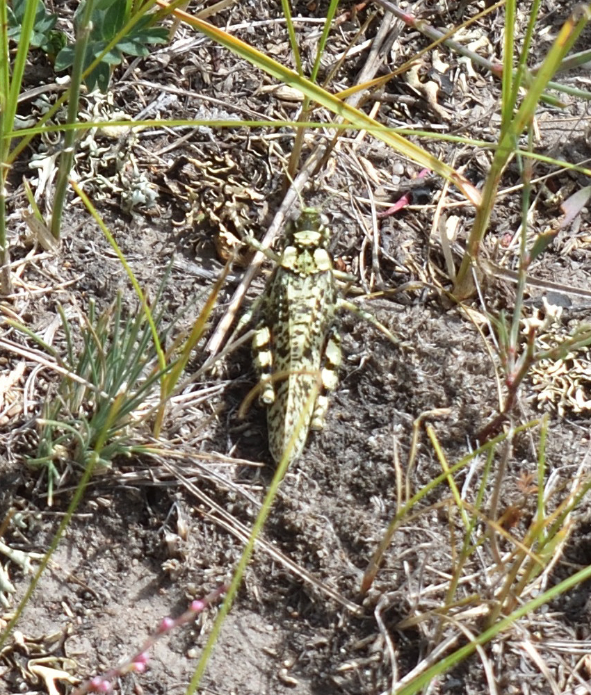Angaracris barabensis from Korgalzhyn District, Kasachstan on July 28 ...