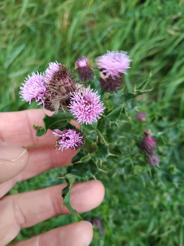 creeping thistle from Poulton-le-Fylde FY6, UK on August 19, 2024 at 09 ...