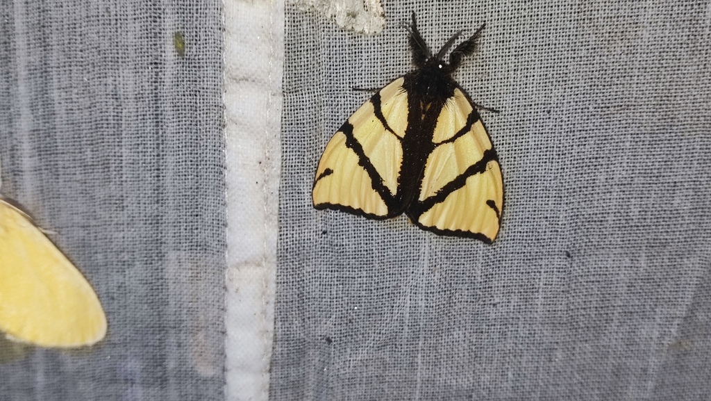 Numenes siletti from Kaffir Khasmahal, West Bengal, India on July 27 ...