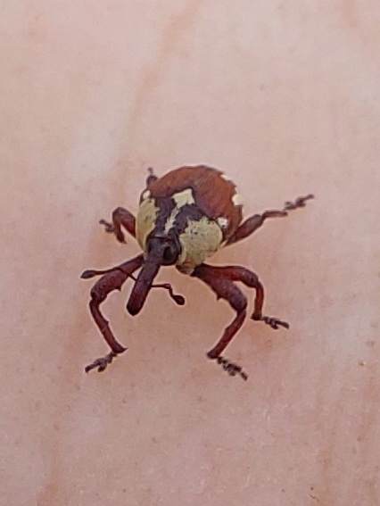 Sternuchopsis karelinii from Mátyásdomb, 8134 Magyarország on August 4 ...