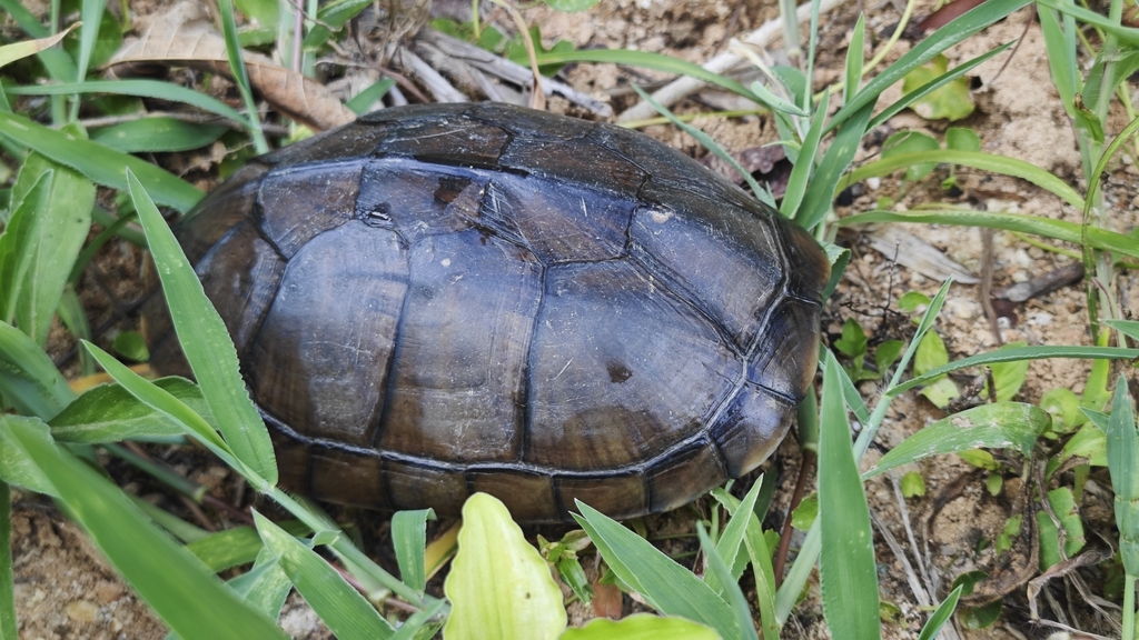 Common Yellow Pond Turtle in August 2024 by 李博恒 · iNaturalist