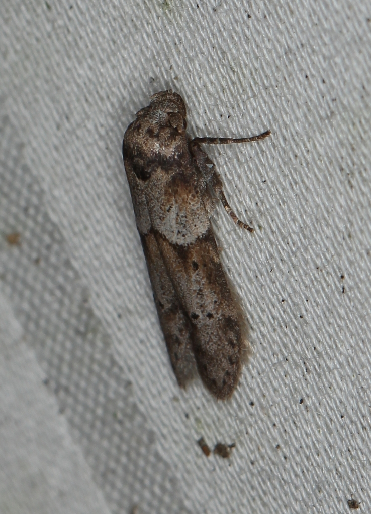 Acorn Moth from Browns Mills, Pemberton Township, NJ 08015, USA on July ...