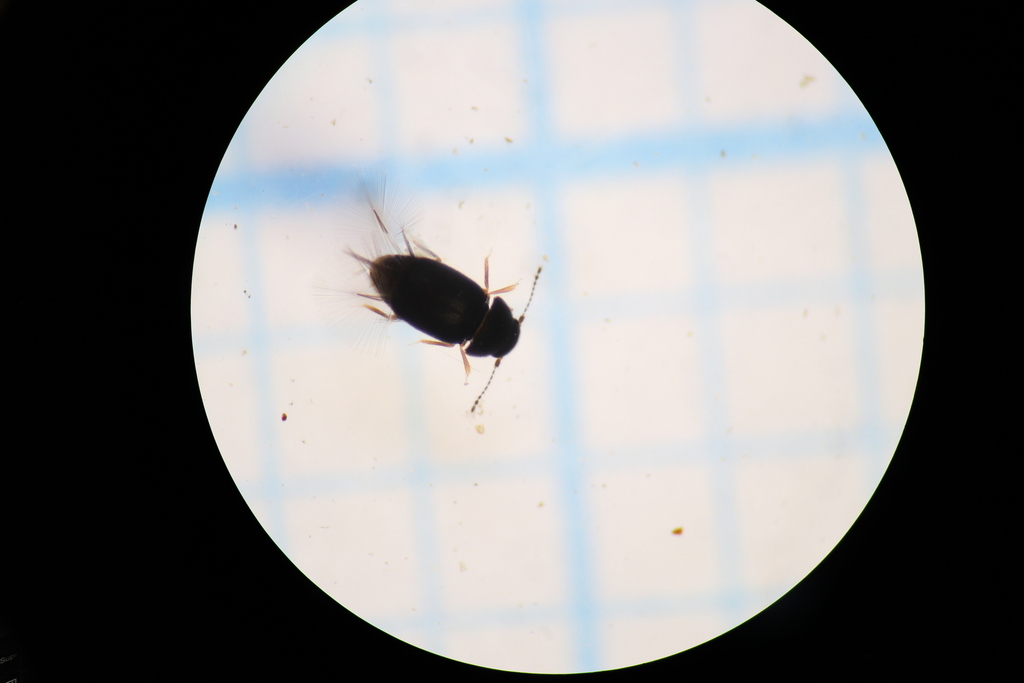 Feather-winged Beetles in August 2024 by Nicolás Arcos · iNaturalist