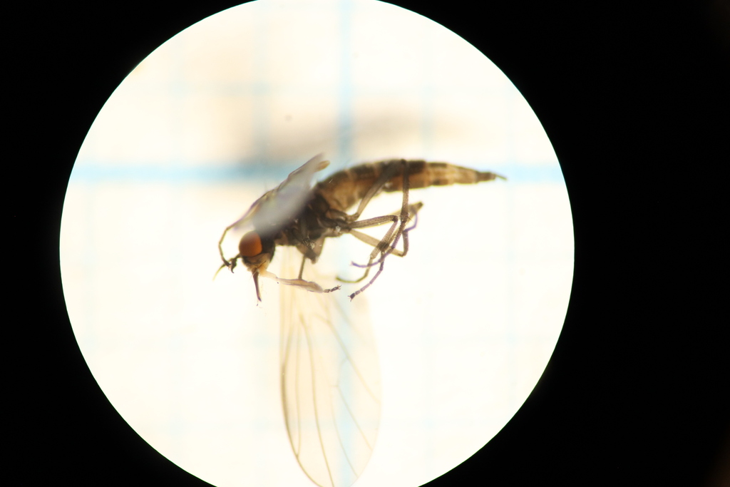 Dance Flies, Long-legged Flies, and Allies in August 2024 by Nicolás ...