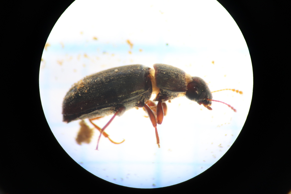 Archeocrypticus in August 2024 by Nicolás Arcos · iNaturalist