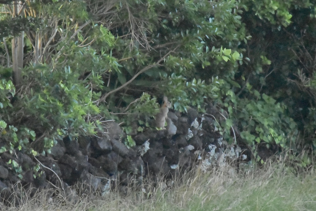 European Rabbit from São Roque do Pico, Portugal on July 17, 2024 at 08 ...