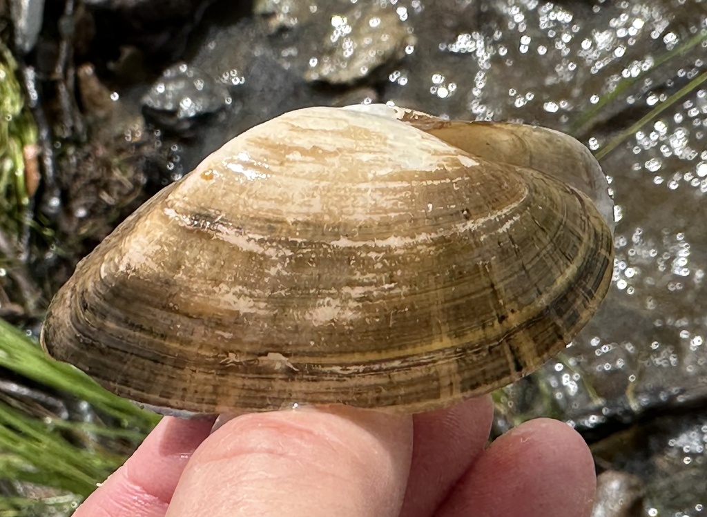 Elktoe from Rue Notre-Dame O, Trois-Rivières, QC, CA on August 10, 2024 ...